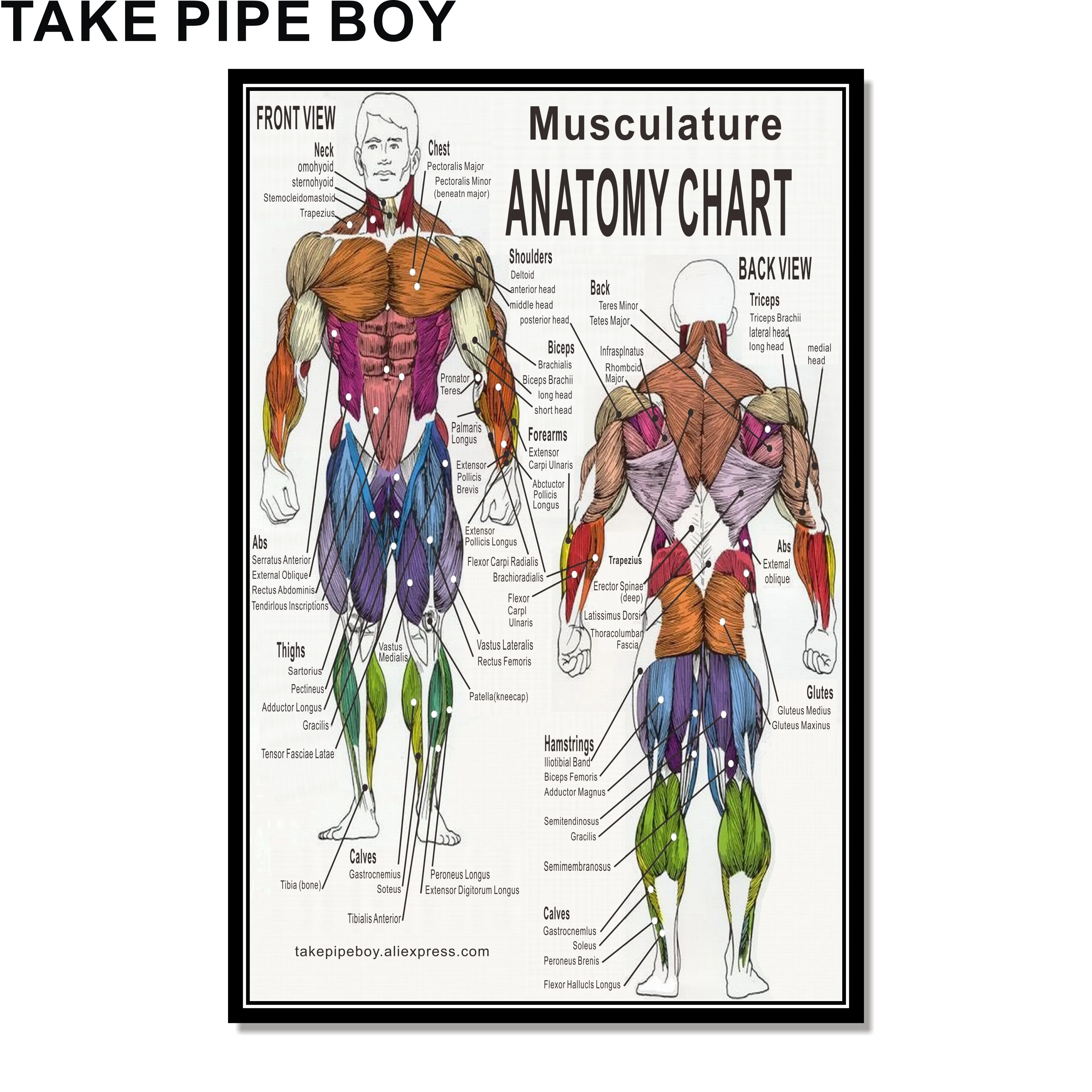 Human Body Muscle Chart