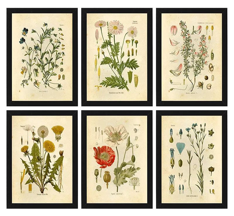 Lithographs Art & Collectibles Original Antique English Botanical Plant ...