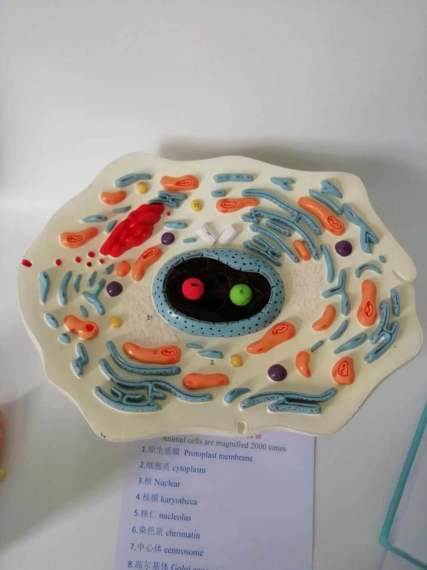 Animal Cell Structure Project