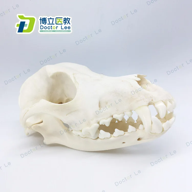 Canine Dog Skull Anatomical Model Specimen - Medical Science - AliExpress