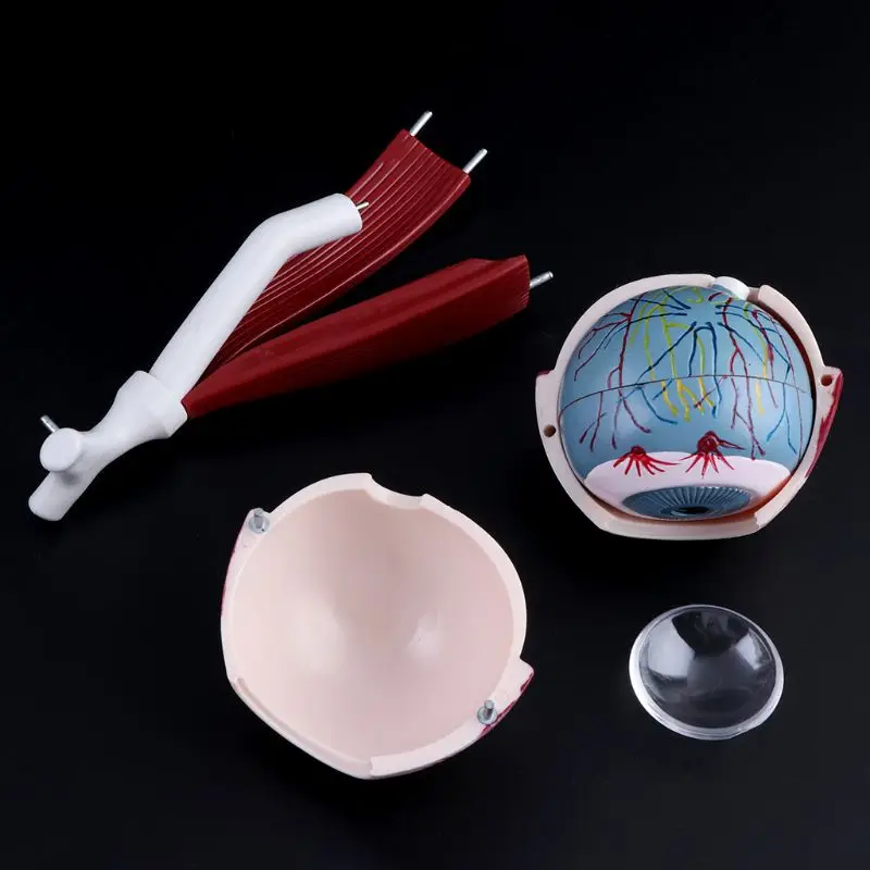 3 Times Human Eyeball and Eyelid Skeleton Model Orbit Anatomical Study ...