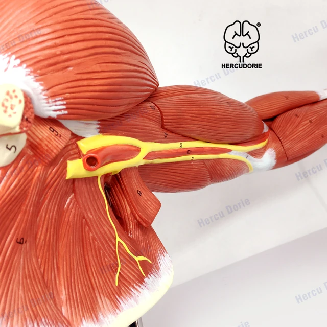 Anatomía Del Modelo Del Brazo 3d Representando El Extremo Superior