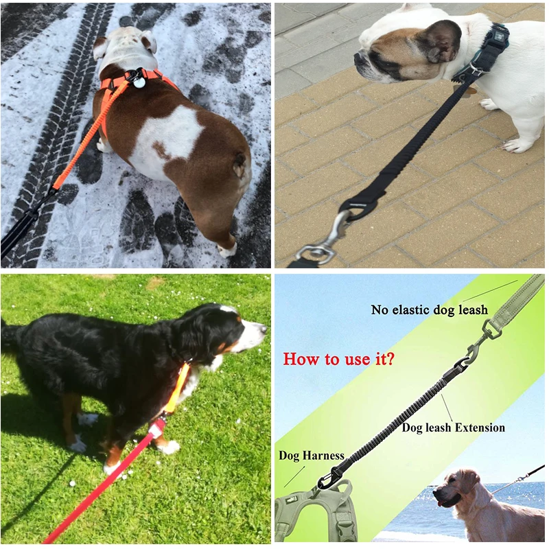 Is Extend Safe For Dogs