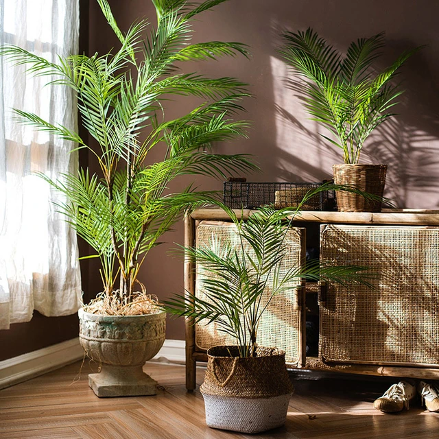Indoor Tropical Tree