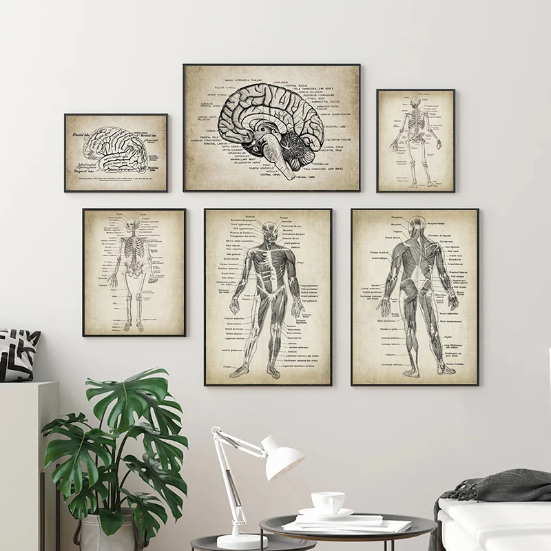 Human Anatomy Painting