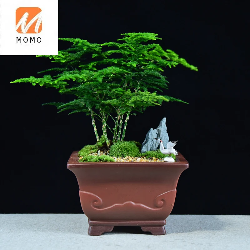 Asparagus Fern Bonsai