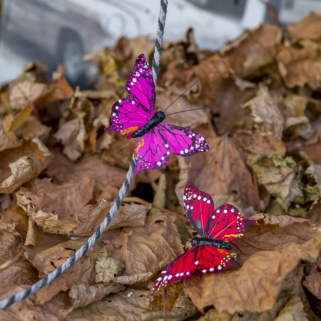 Mariposas Reales Para Bodas