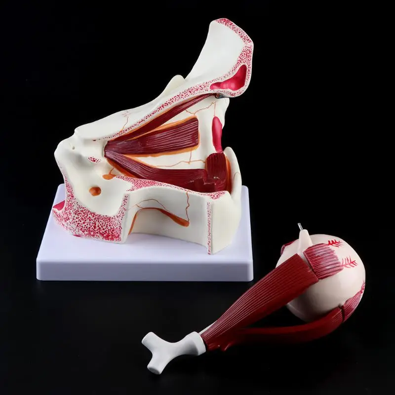 3 Times Human Eyeball and Eyelid Skeleton Model Orbit Anatomical Study ...