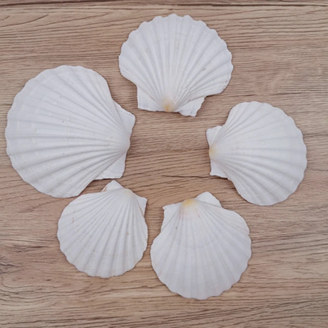 White Scallop Shell