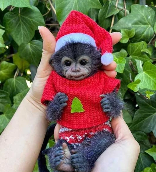 Cute Baby Monkeys In Clothes