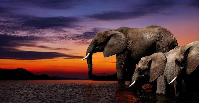 Elephants Sunset Wallpaper