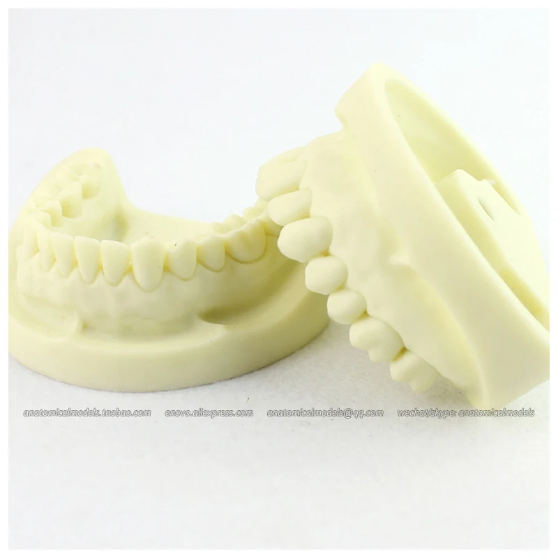 12564 / Tooth Prepared Practice Dental Model, Medical Science ...