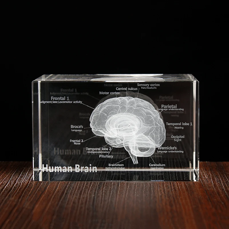 Crystal-3D-Brain-Anatomical-Model-Cube-Human-Art-Organ-Paperweight ...
