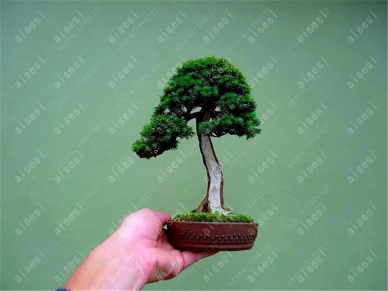 50 pcs Mini Black Pine bonsai, Indoor Plants Radiation Protection ...
