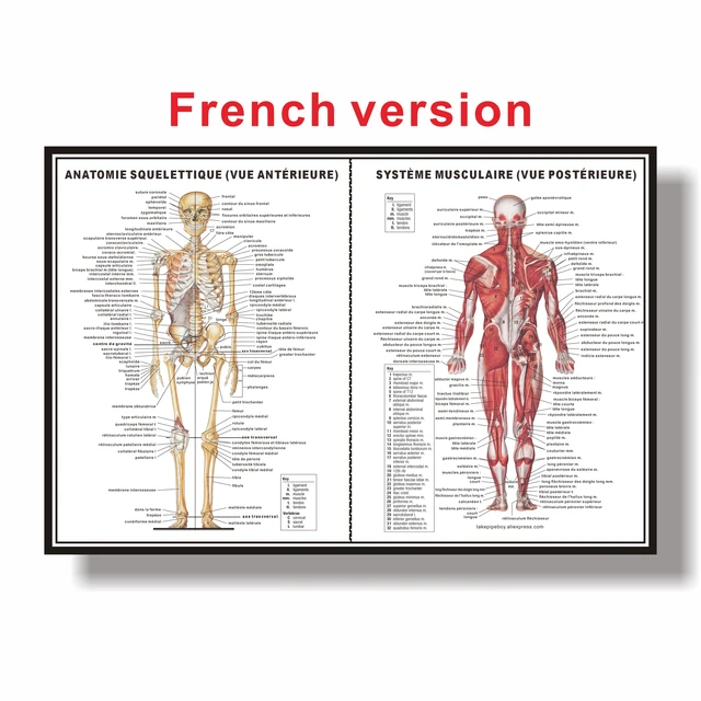 Human Body Muscle Chart