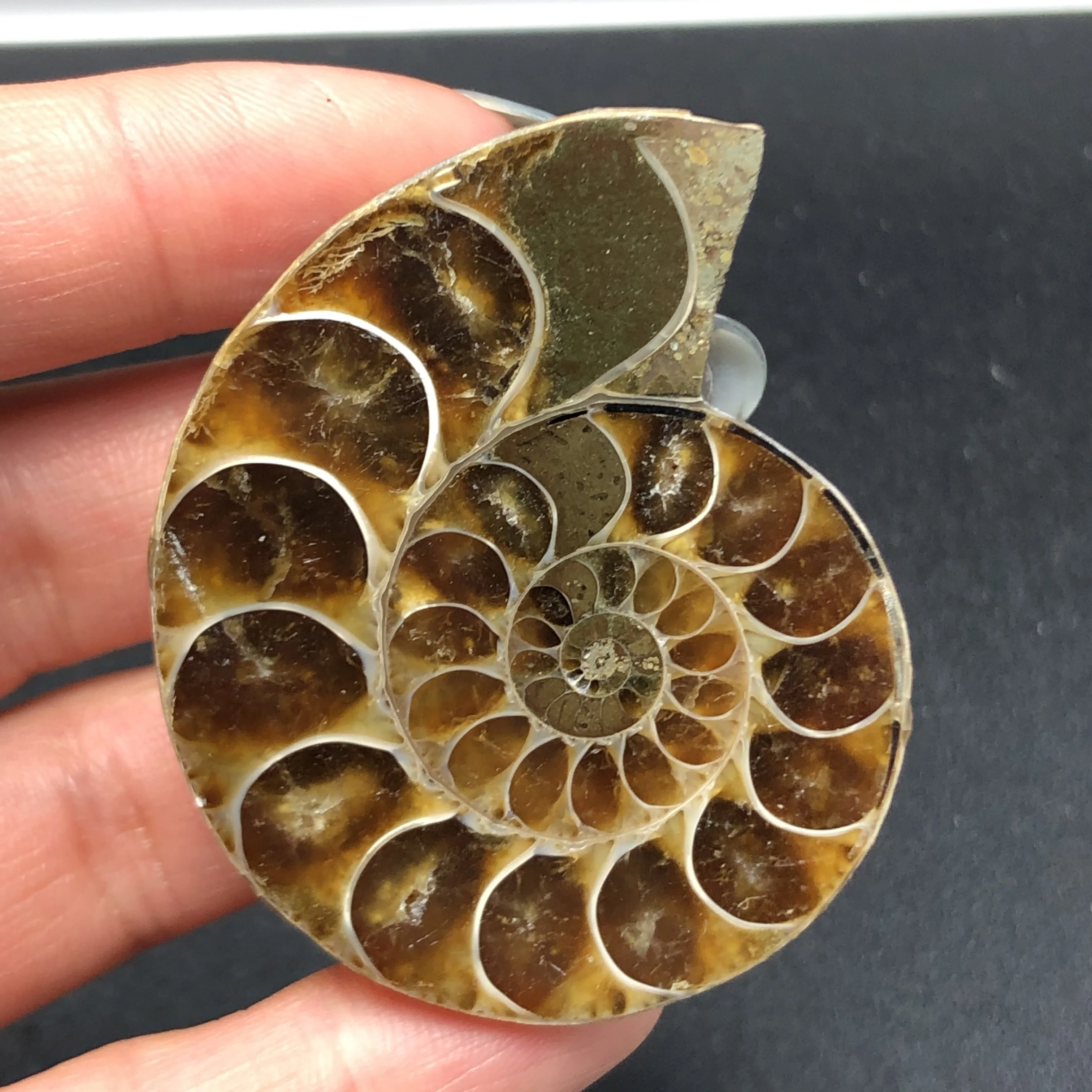 Natural The snail ammonite fossils mineral from Morocco to multicolor ...