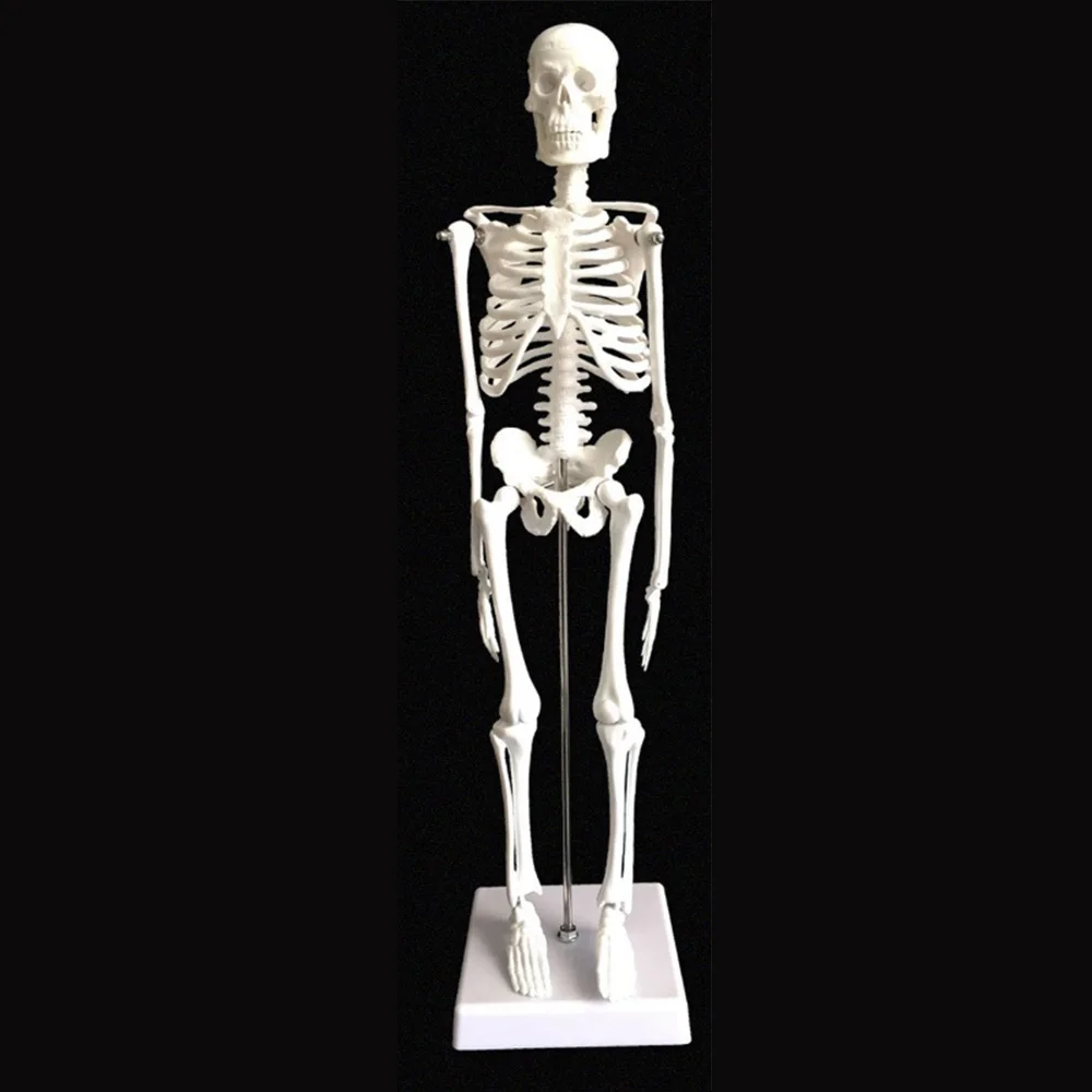 Esnek-45cm-nsan-Anatomisi-Anatomisi-skelet-Modeli-Anatomi-Kafatas-Heykel-Kafa-V-cut-Model-Kas ...