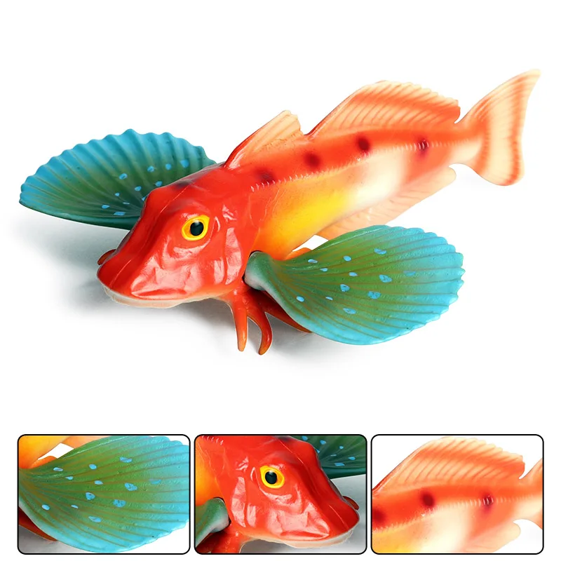 Baby Sailfish Aquarium