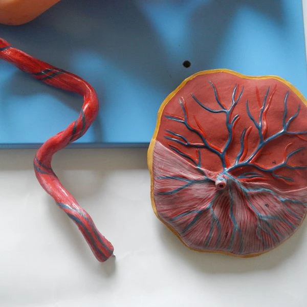 Fetal Circulation Model Labeled