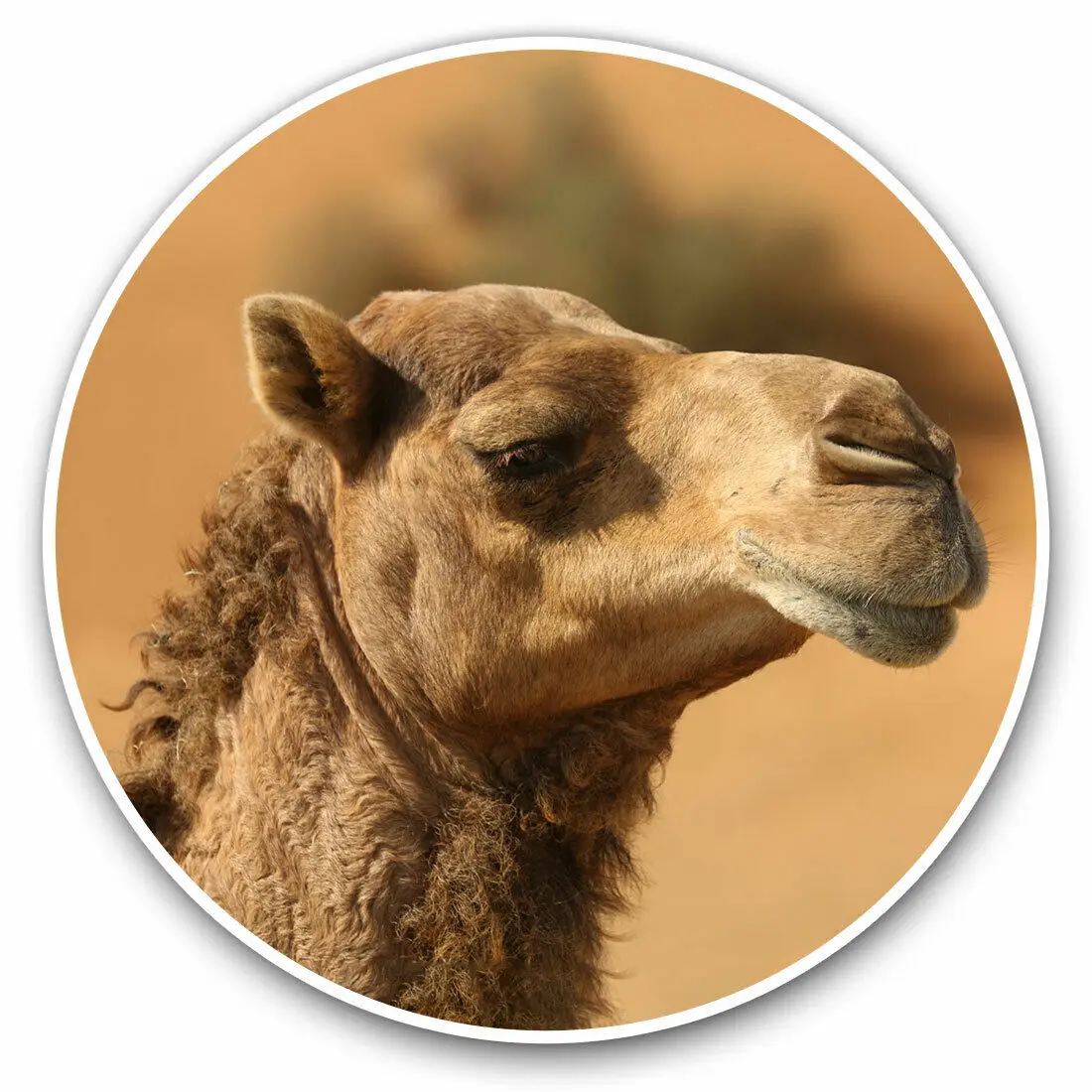 S61714 # Amazing Happy Camel Animals Desert Self adhesive Decal Car ...