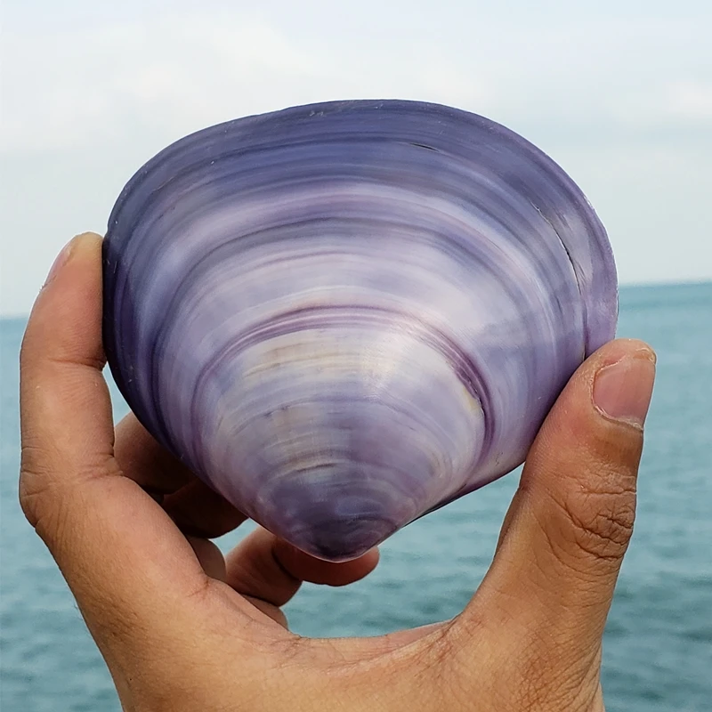 Purple Shell