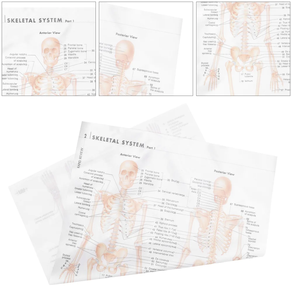Skeletal Structure Anatomy Poster Creative Anatomy Poster Decorative ...