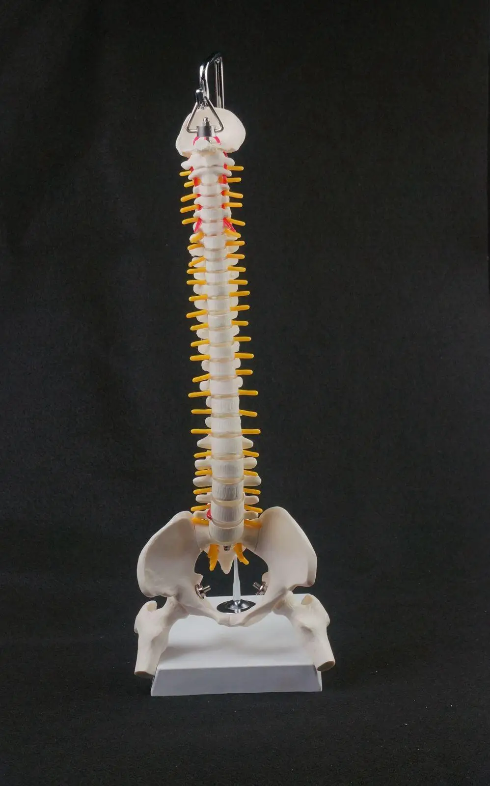 45CM-Vertebral-Column-Model-With-Pelvis-Leg-Bone-Anatomy-Spine-Hanging ...