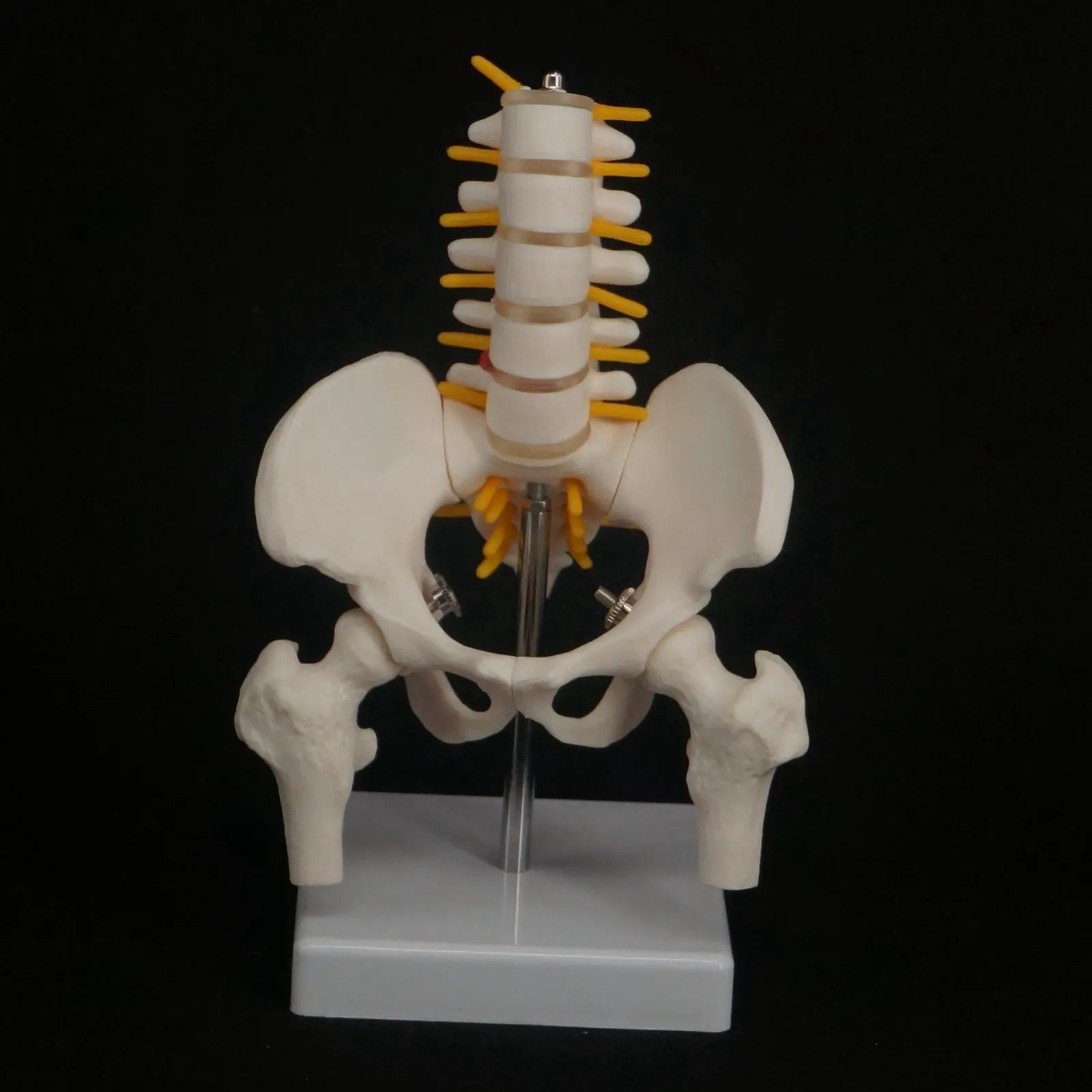 Setengah-Ukuran-Panggul-5-Potongan-Lumbar-dengan-Kaki-Tulang-Vertebra ...