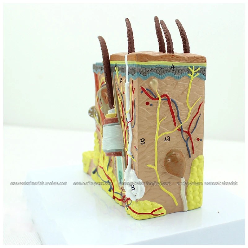Anatomy Model Human Skin In 3 Parts