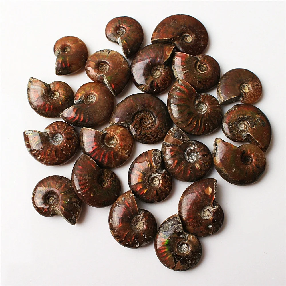 Spécimen minéral - Coquille de fossile d'ammoniac - Rouge - 20-30mm ...