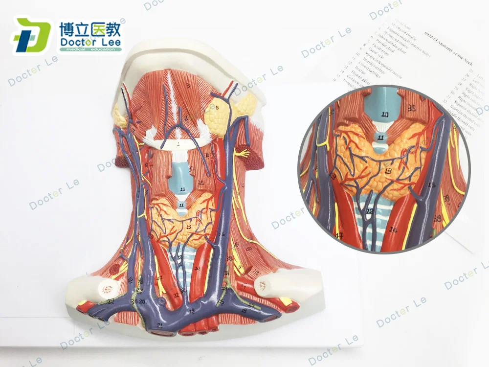Human-Neck-Blood-Vessel-Nerve-Muscle-Anatomical-Model-Neck-Vascular ...