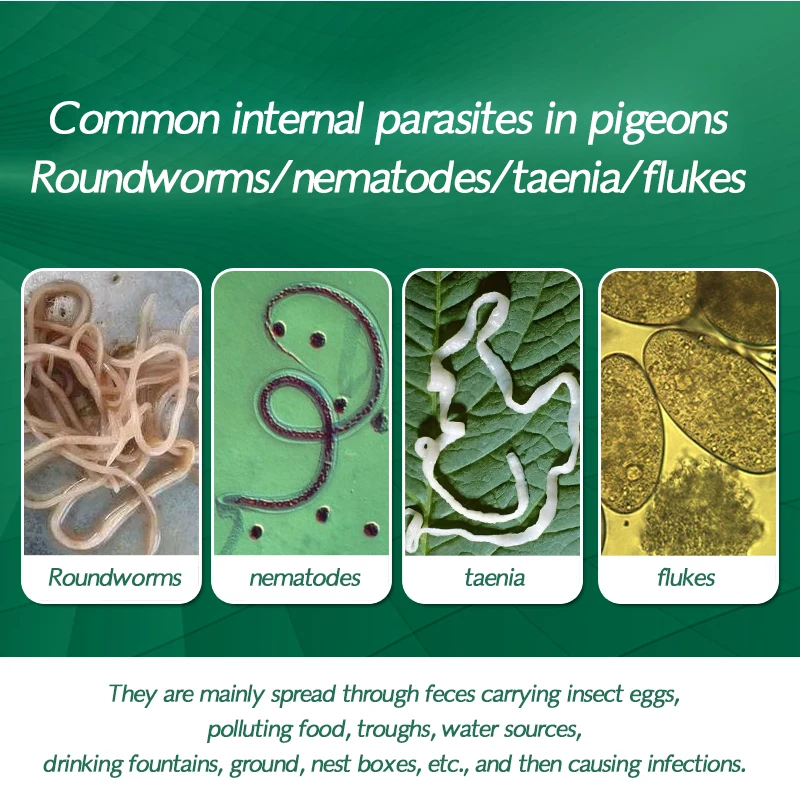 Roundworms Examples