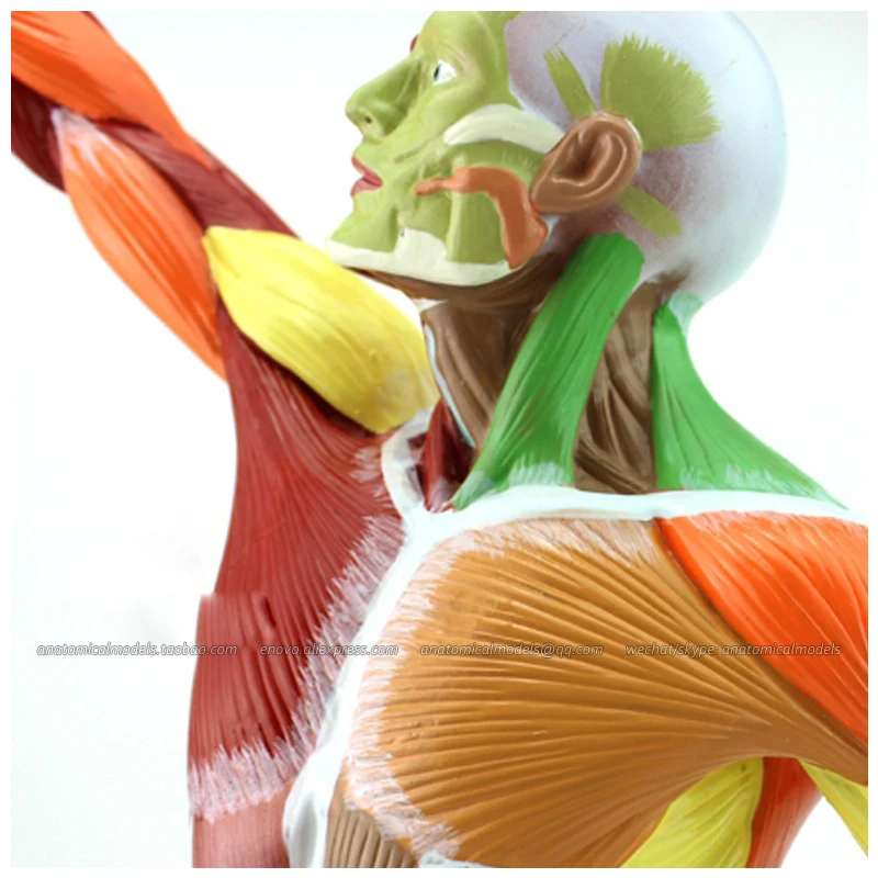 12308 / Small 55cm Human Body Model of Color Muscle Module ,Medical ...