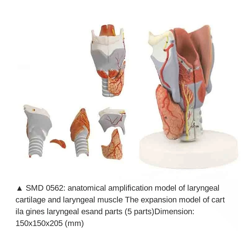 Thyroid Cartilage Model