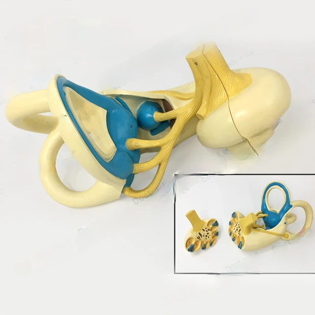 Semicircular Canals Model