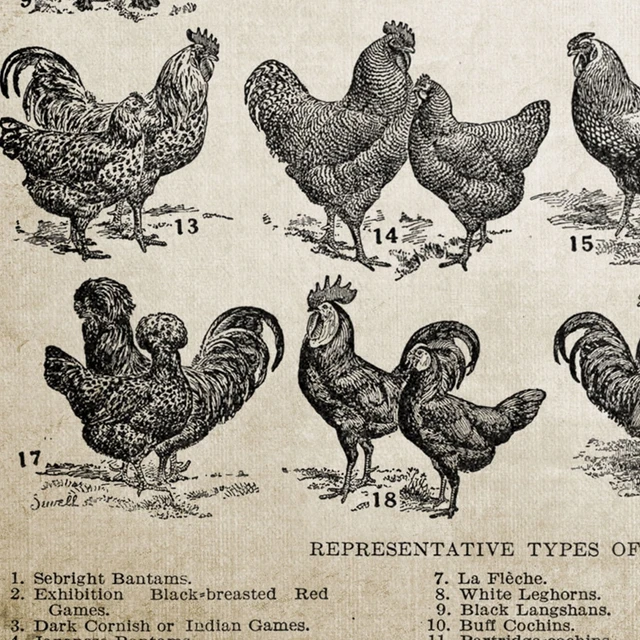 Vintage Chicken Illustrations Explore 1,601+ Free Chicken
