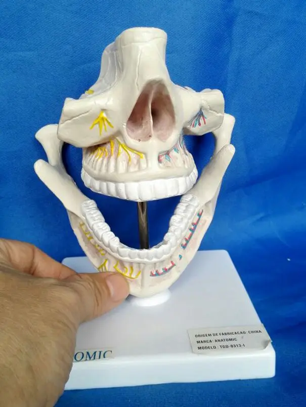 Adult Jaw Teeth Model Dental Lab Mandible Teeth Study Model Dental ...