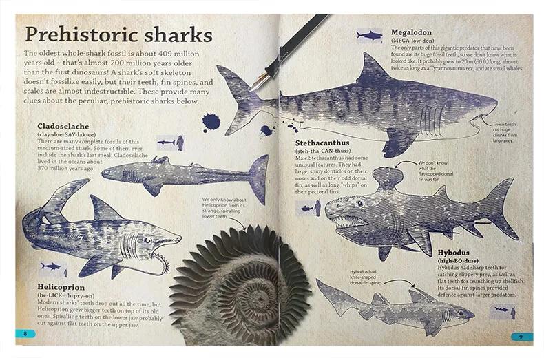 Stethacanthus Skeleton