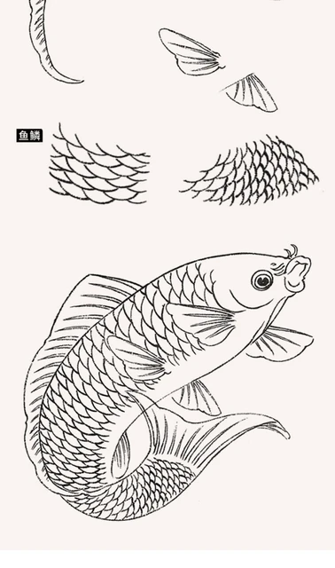 How To Draw Koi Fish Scales
