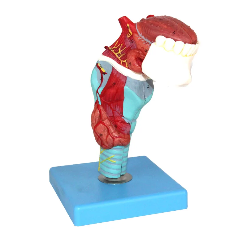 Throat With Tongue Model Mouth Throat Anatomical Model Respiratory ...
