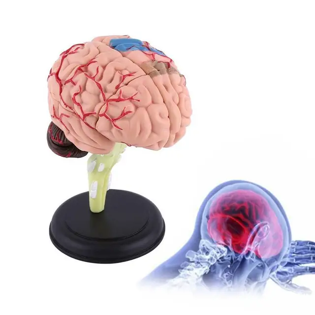 Comprar Modelos De Anatomía