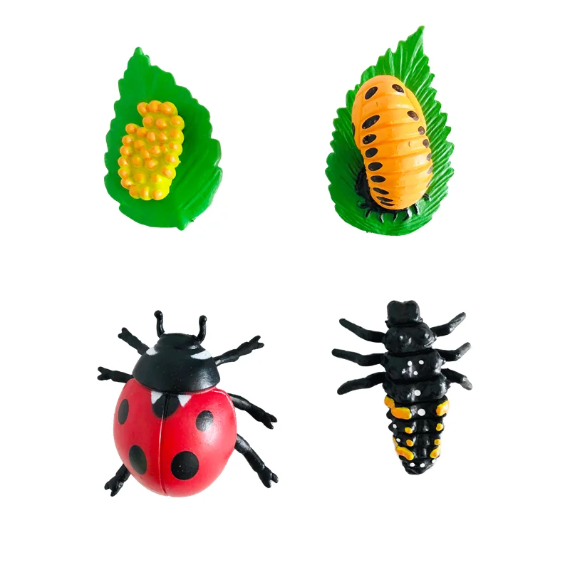 Coccinella Septempunctata Life Cycle