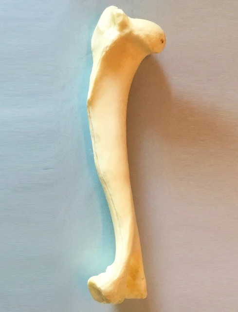 Dog Humerus