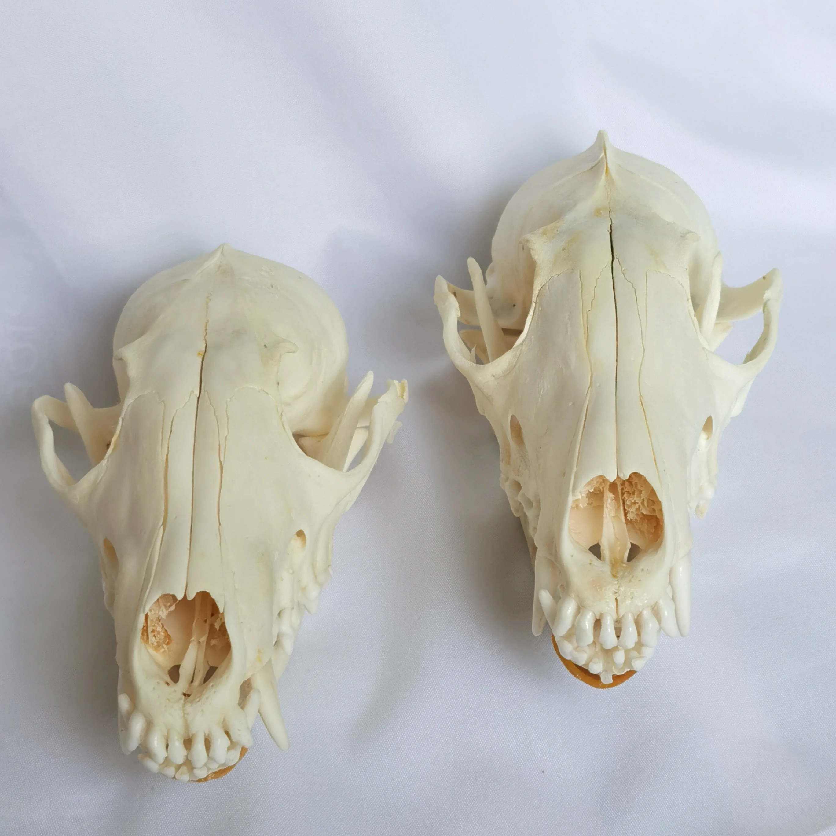 1-Pcs-2-Pcs-Real-Fox-skulls-Academic-study-Surprise-gift-Real-animal-skulls-Snow-Fox.jpg