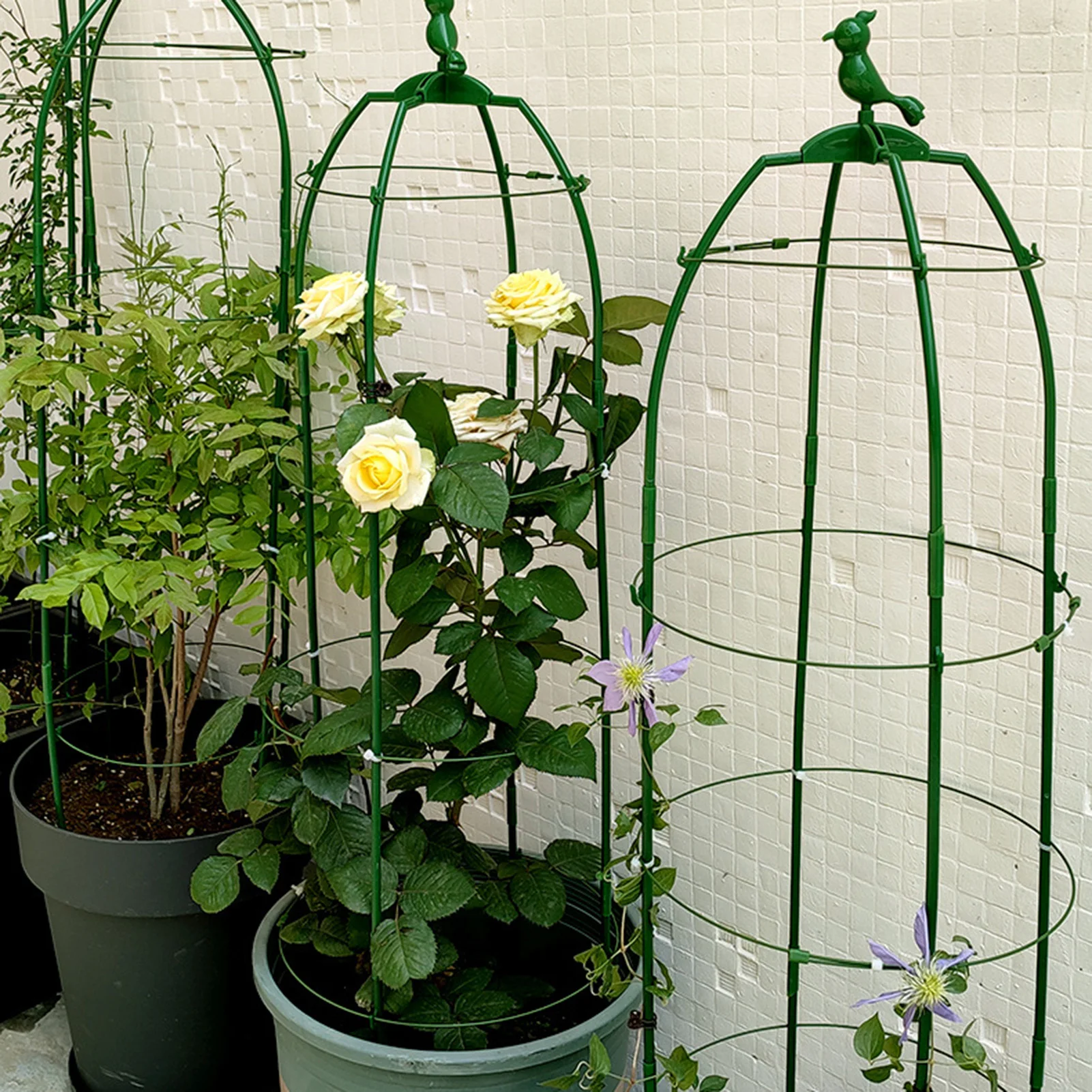 Clematis Obelisk