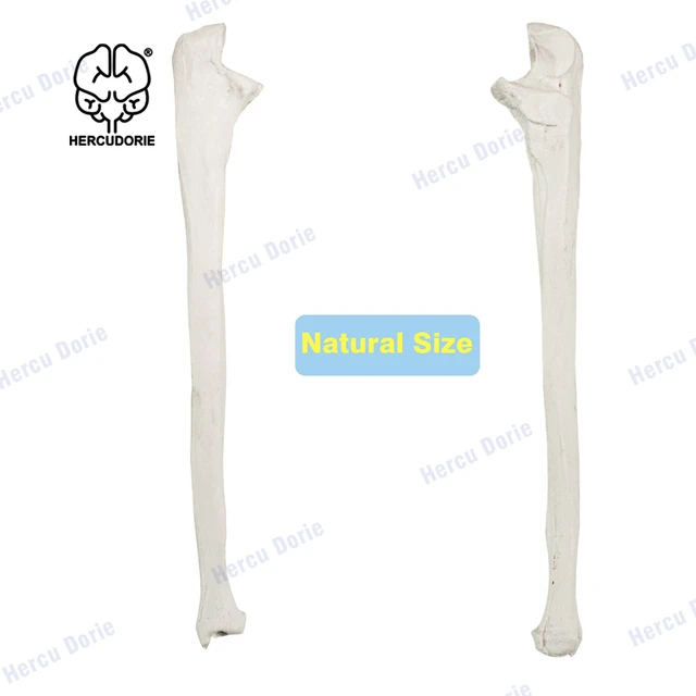 Real Ulna Bone