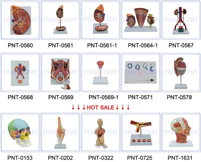 Modelo De Bexiga Urinaria Rotulado Abdômen Pelve : Anatomia Normal