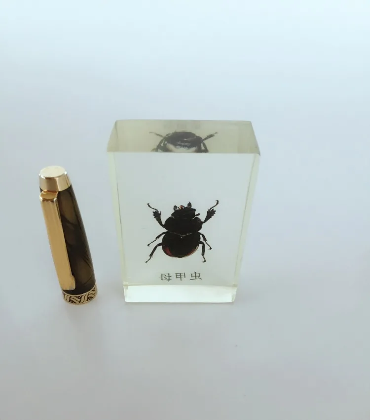 Insect-Embedding-Specimens-Real-Beetle-Specimen-Models-Transparent ...