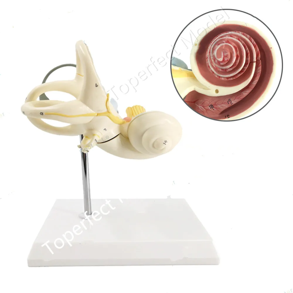 Anatomia Orelha Humana Canal Semicircular Cochlea Labirinto Interno ...