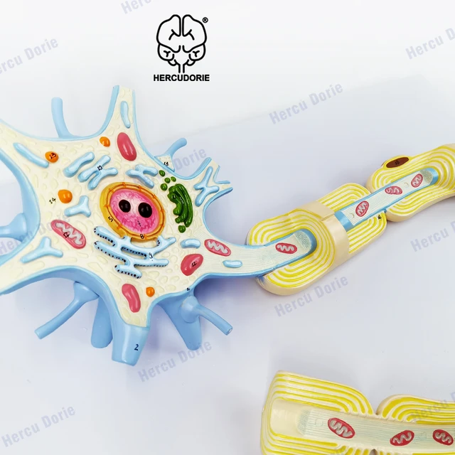 Neuron Project Model